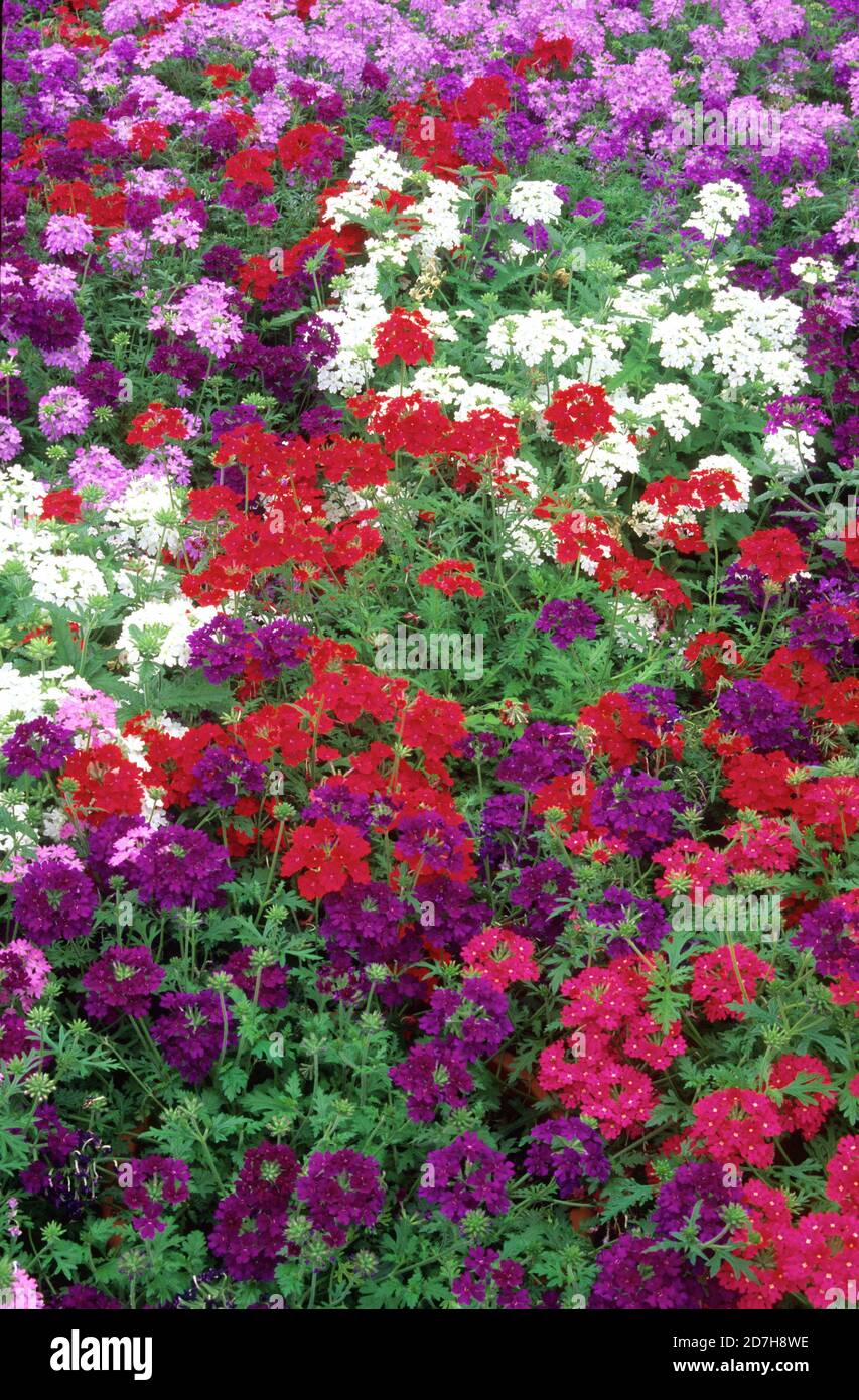 Verbena (Verbena x hybrida) mixed Stock Photo - Alamy