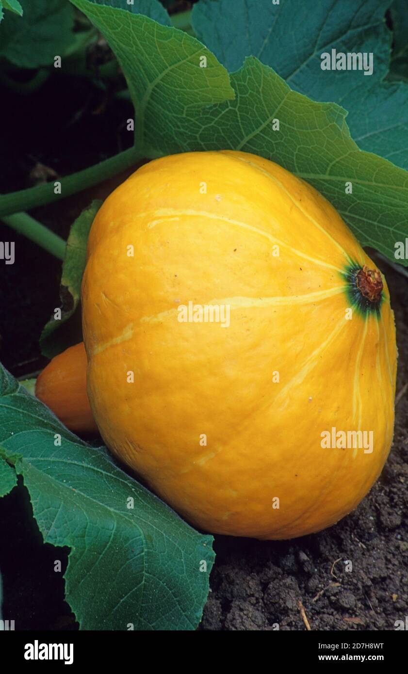 Squash (Cucurbita maxima "potimarron Stock Photo - Alamy