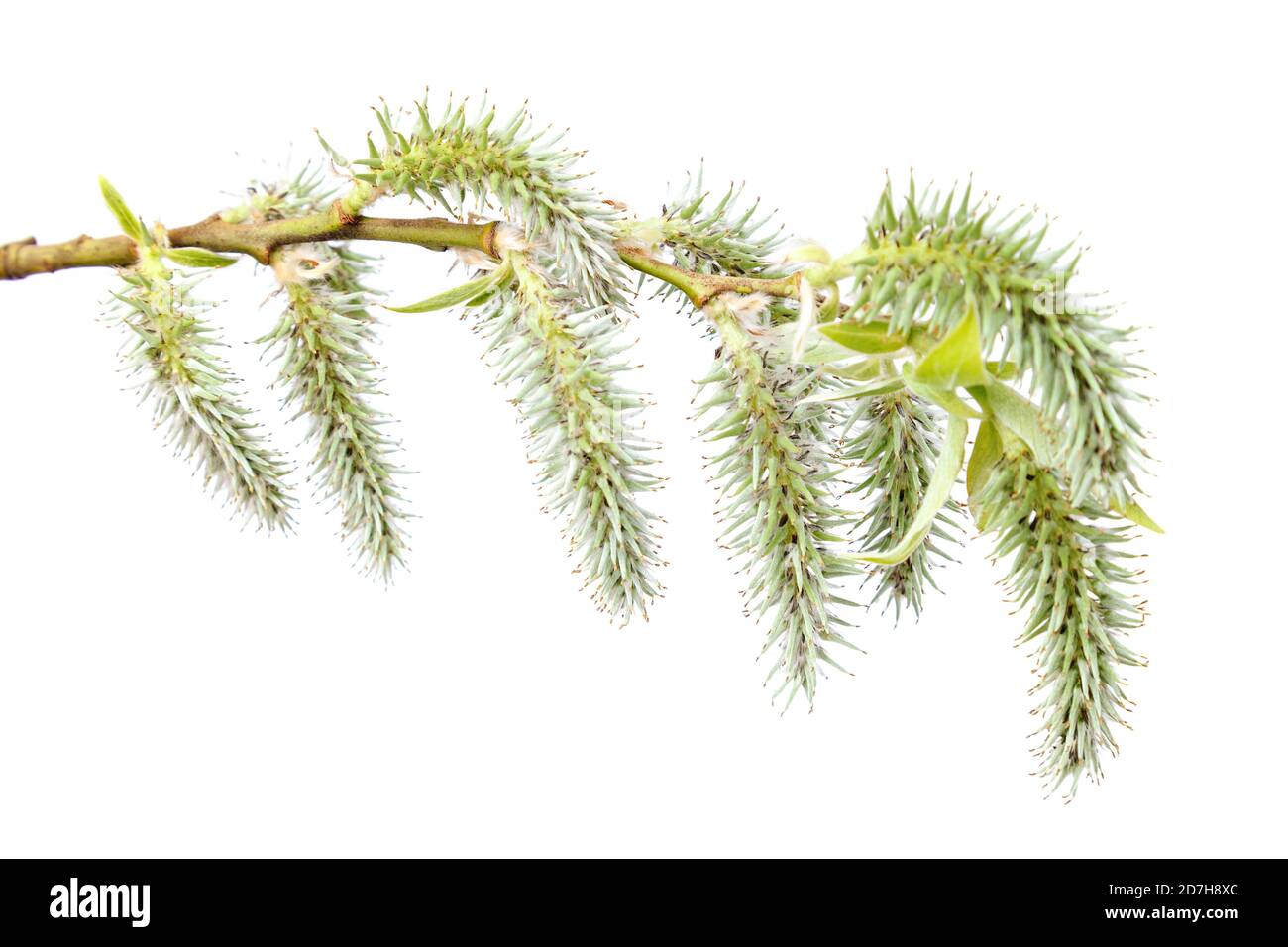 Flowering willow branch isolated on white background Stock Photo - Alamy