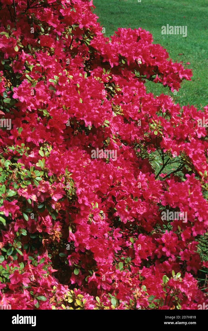 Evergreen azalea 'John Cairns', Azalea malvetica x Azalea kaempferi ...