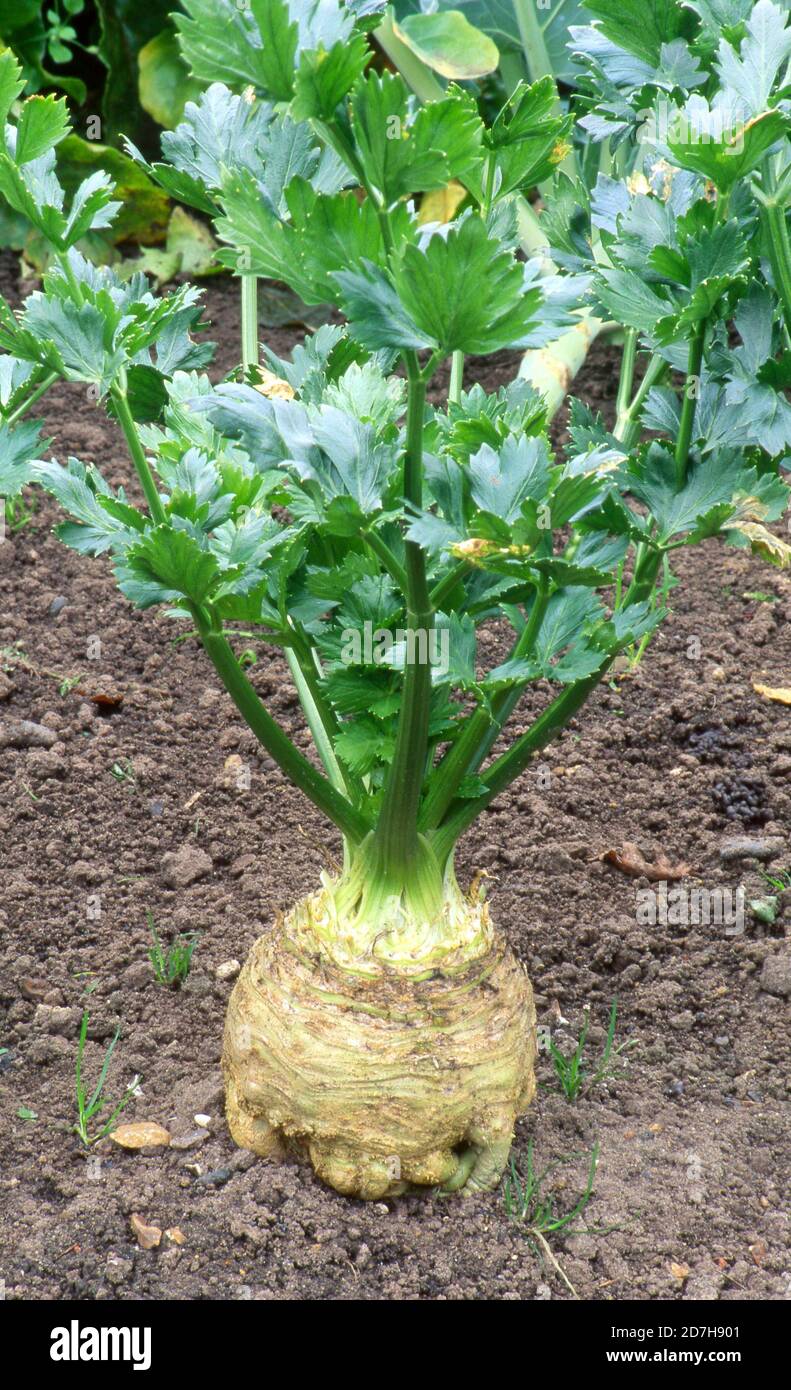 Celeriac 'Neve' (Apium graveolens var. rapaceum), Vegetable, Autumn ...