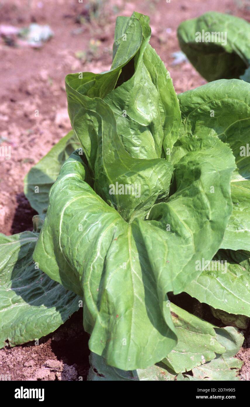 Wild Chicory 'Sugar Loaf' (Cichorium intybus), Vegetable Stock Photo ...