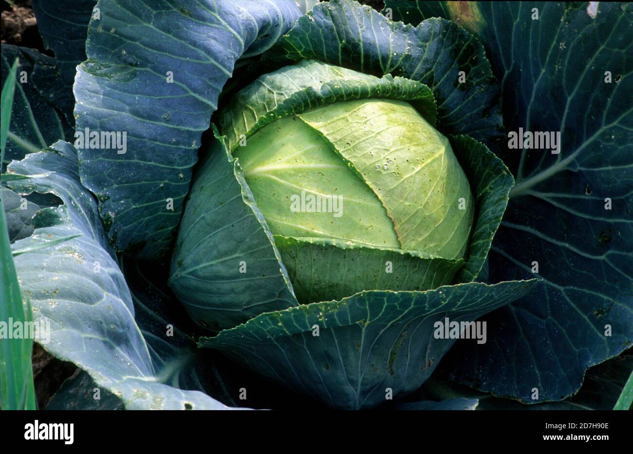 Headed cabbage (Brassica oleracea), vegetable Stock Photo - Alamy