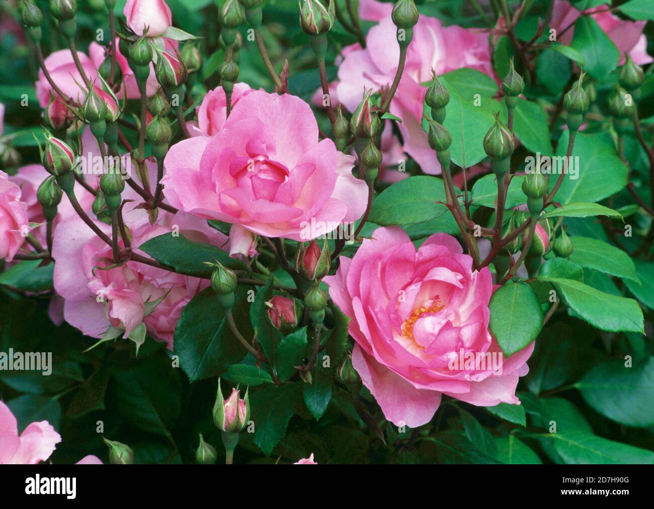 Rose 'Vent d'Ete' (Rosa sp Stock Photo - Alamy