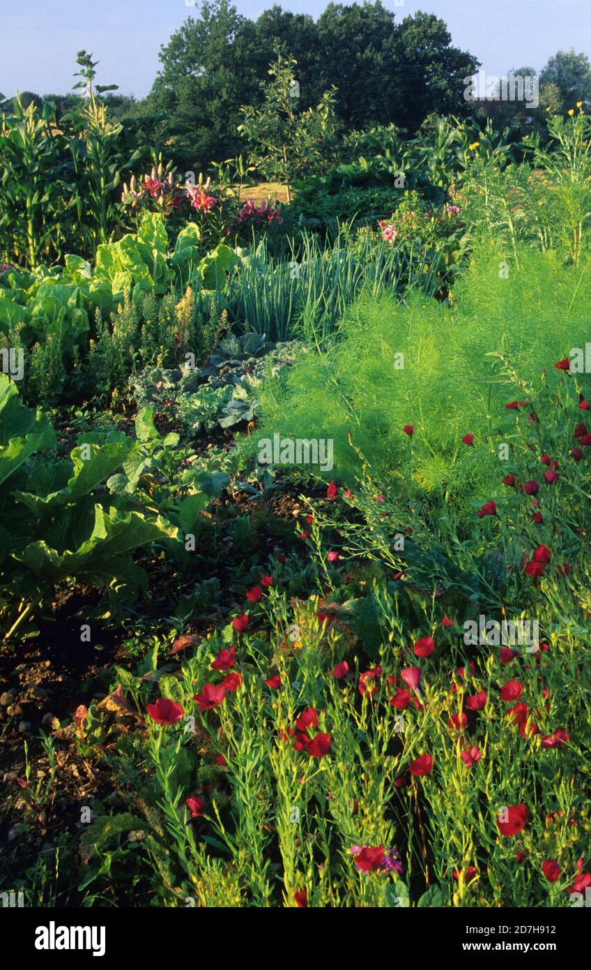 Flowered vegetable garden: Venice Linen (Linum grandiflorum rubrum ...