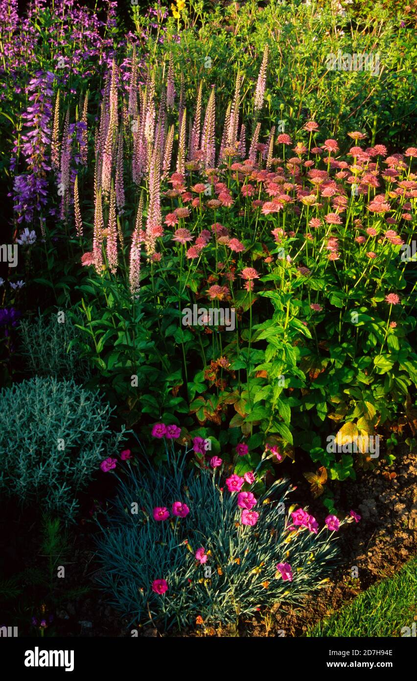 Bed of perennials with Masterwort (Astrantia major) 'Rosea', Carnation ...