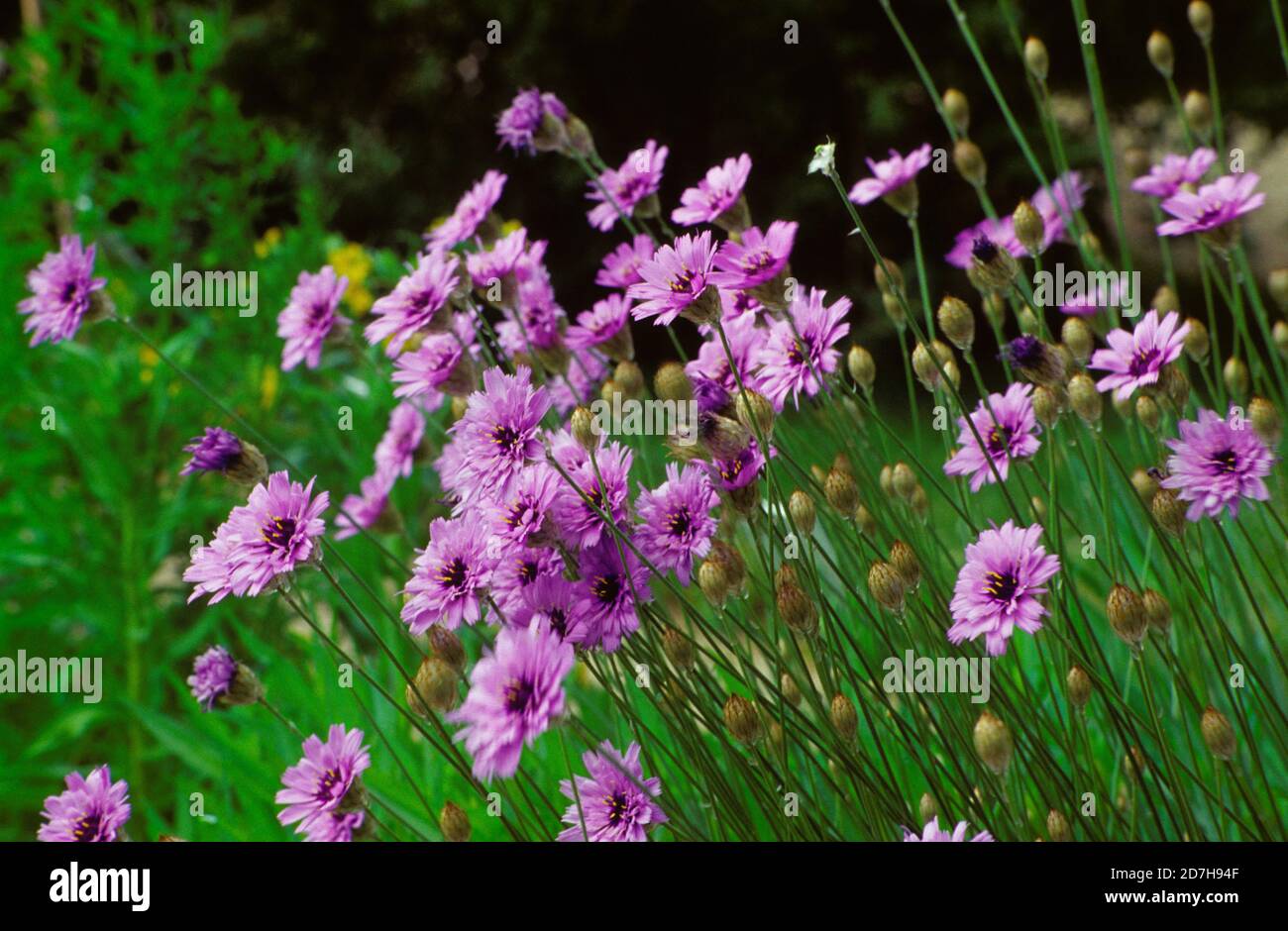 Cupid Dart (Catananche caerulea Stock Photo - Alamy