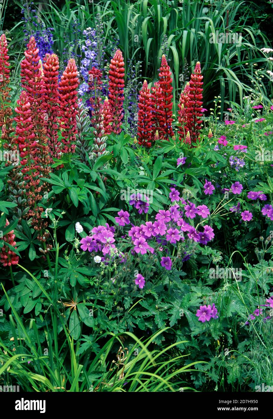 Bed of summer perennials with Lupin (Lupinus sp), Perennial Geranium ...