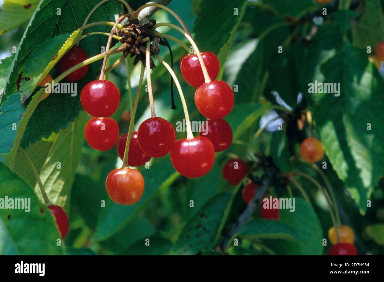 English Cherry (Prunus cerasus) fruits Stock Photo - Alamy