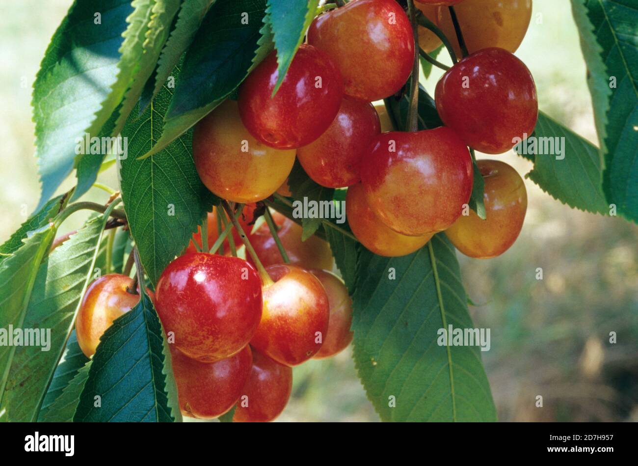 Cherry bigarreau napoleon hi-res stock photography and images - Alamy