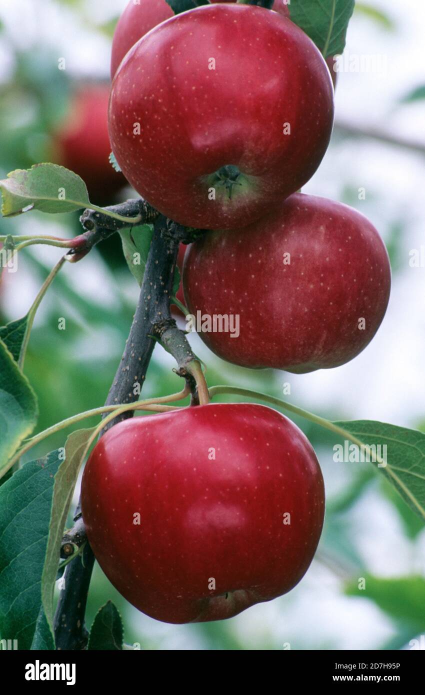 Apples 'Gala' (Malus pumila). Fruits on the tree Stock Photo - Alamy
