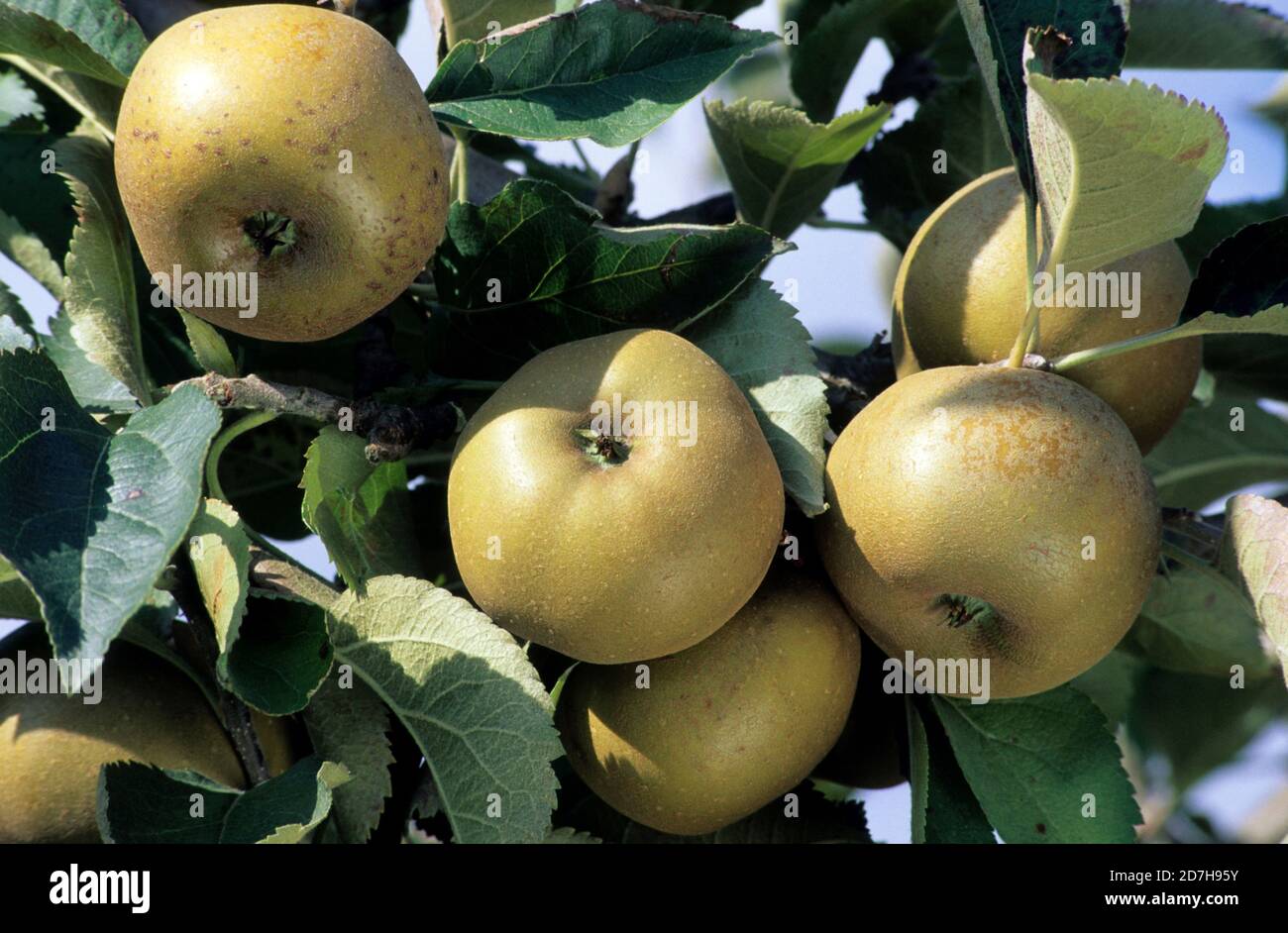 Apples 'Reinette du Canada' (Malus pumila). Fruits on the tree Stock ...