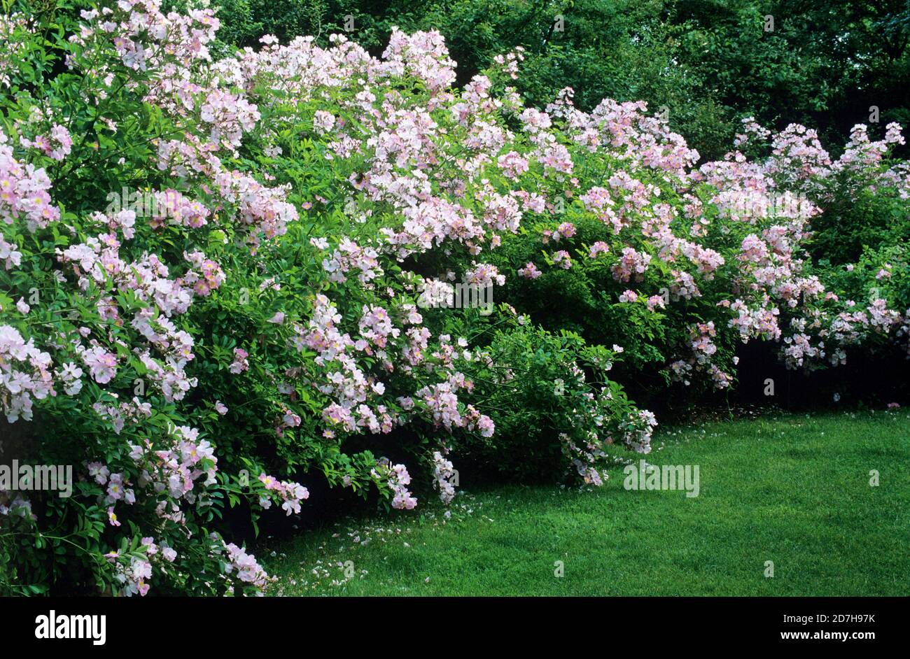 Rosa multiflora tree hi-res stock photography and images - Alamy