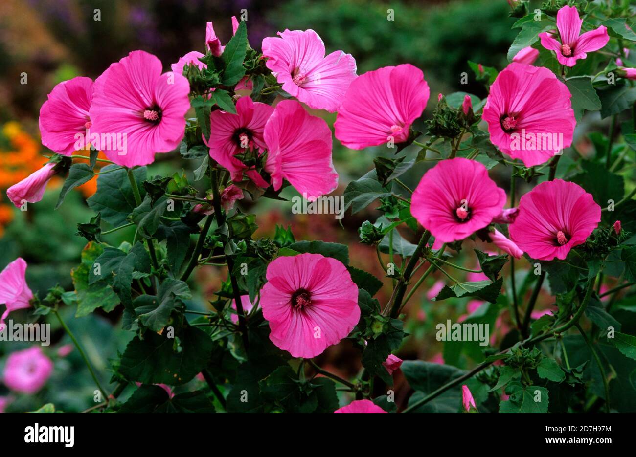 Annual mallow (Lavatera trimestris Stock Photo - Alamy