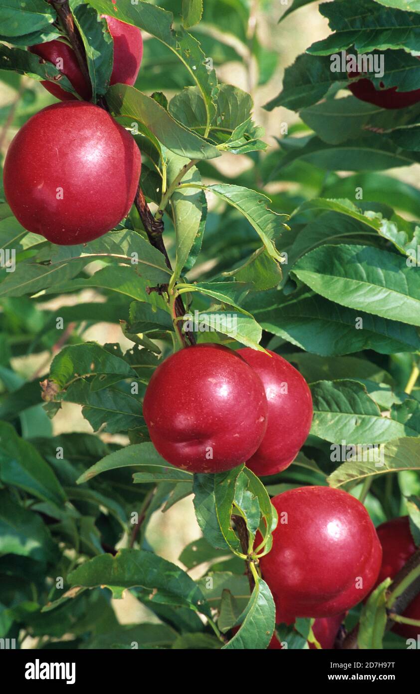 Nectarine 'Morton'(Prunus persica nucipersica). Fruits on the tree ...