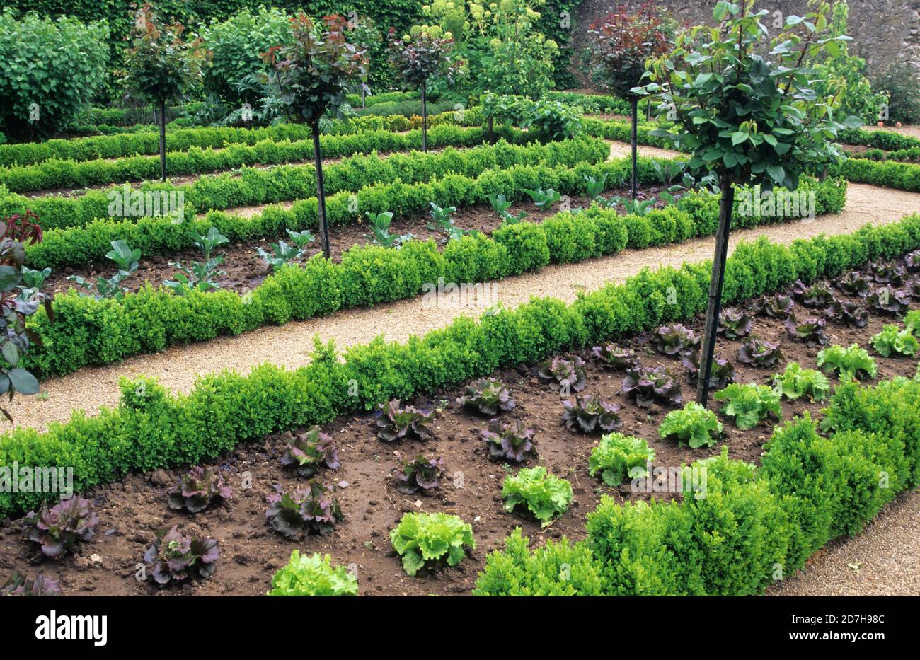 Vegetable garden: Row of lettuce (Lactuca sativa) and vegetable cabbage ...