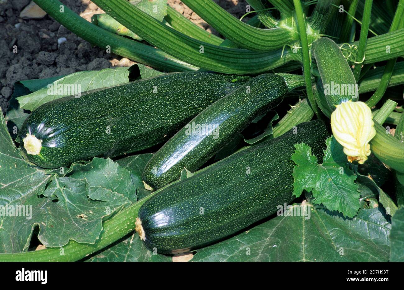 Zucchini (Cucurbita pepo). Vegetable Stock Photo - Alamy