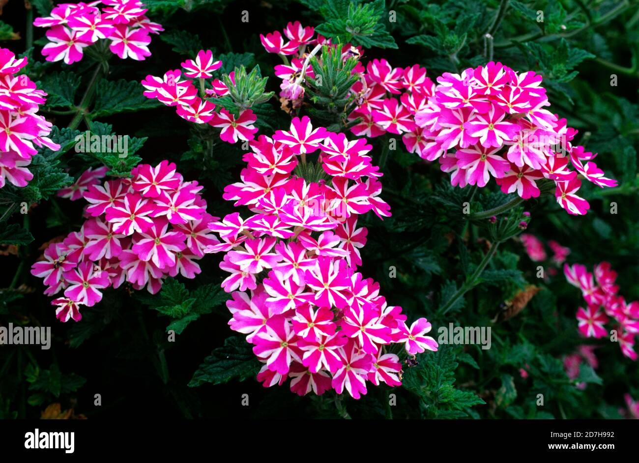 Verbena temari (Verbena x hybrida) 'Violet Star' Stock Photo - Alamy