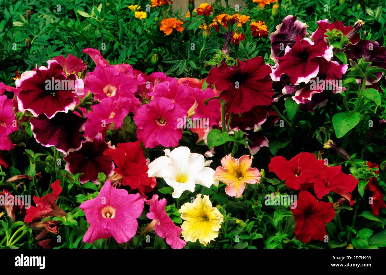 Hybrid Petunia (Petunia sp) mixed Stock Photo - Alamy
