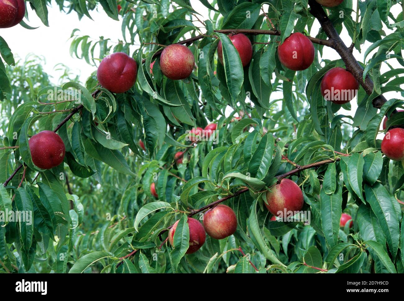 Nectarine 'Nectarose' (Prunus persica nucipersica Stock Photo - Alamy
