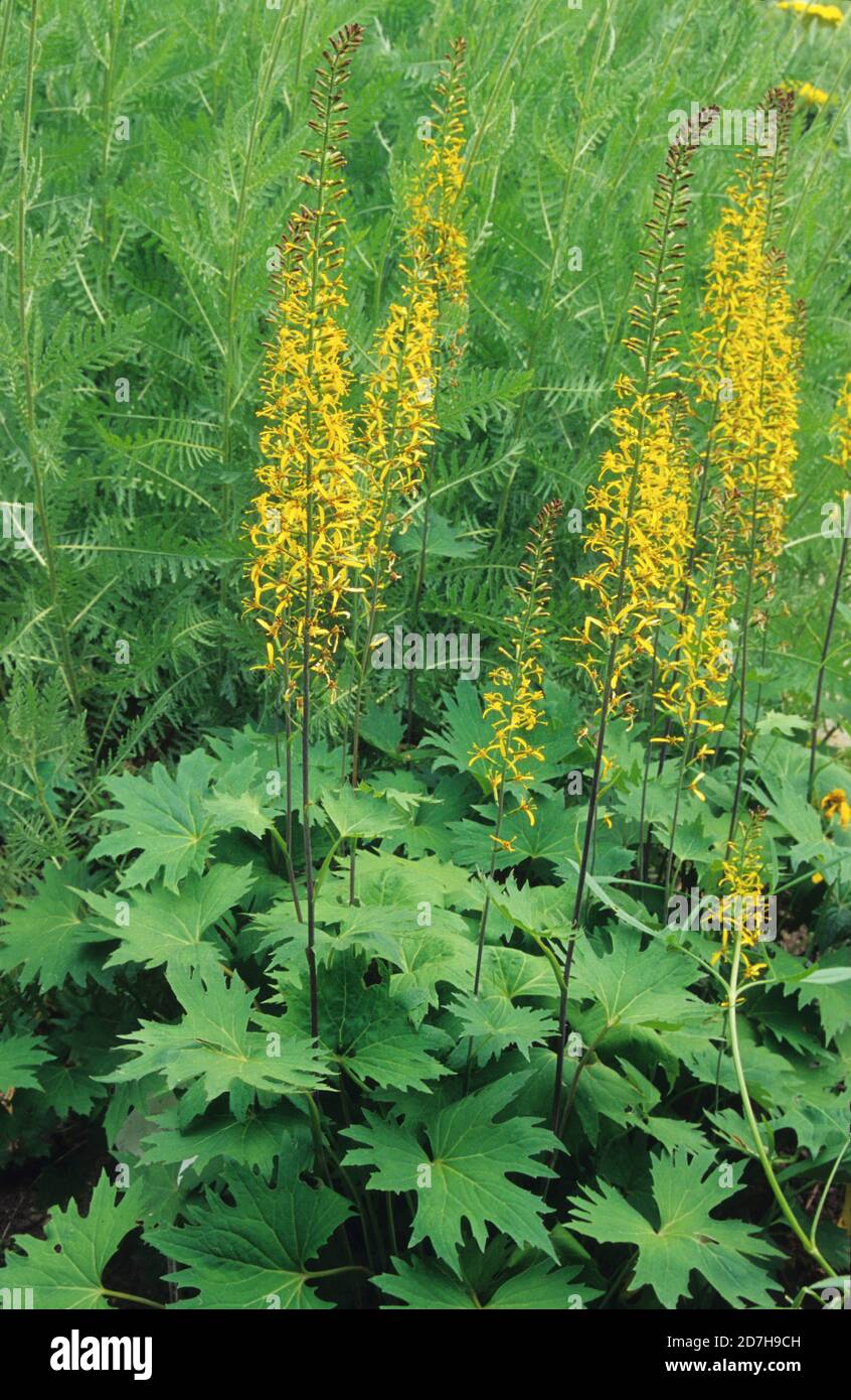 Ligularia (Ligularia przewalskii, syn. Senecio przewalskii in bloom ...