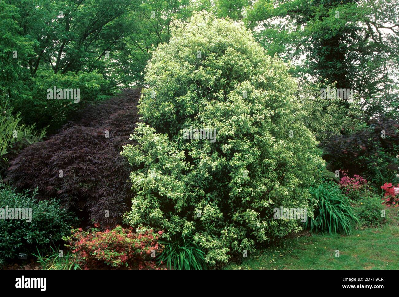 Black matipo pittosporum hi-res stock photography and images - Alamy
