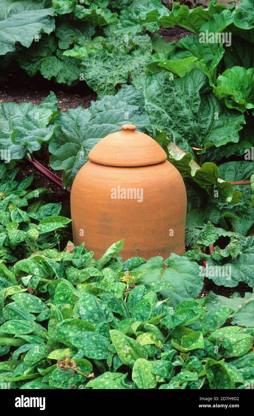 Whitewashing bell and Rhubarb Stock Photo - Alamy