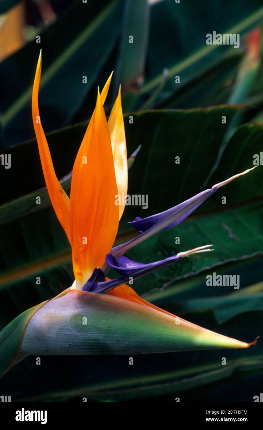 Bird of Paradise (Strelitzia reginae) flower Stock Photo - Alamy