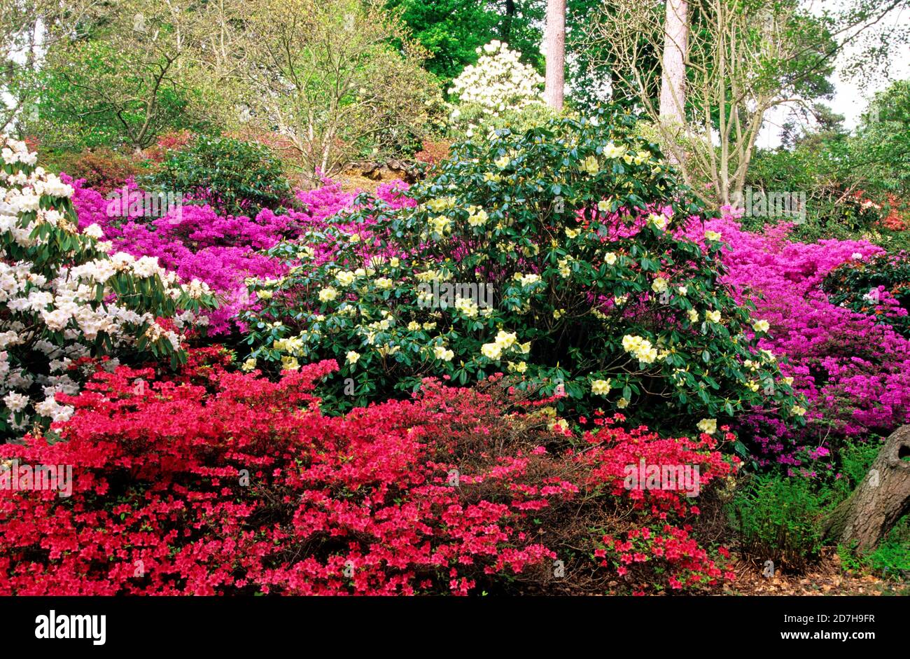Heath earth bed with Azalea and Rhododendron (Rhododendron sp) in bloom ...