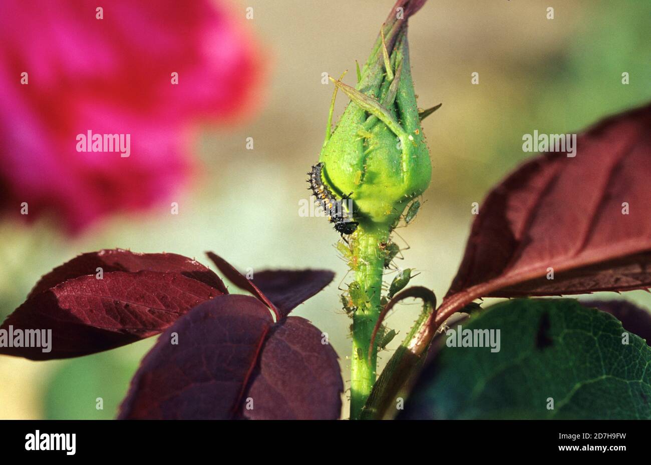 Ladybug larva eating aphids hi-res stock photography and images - Alamy