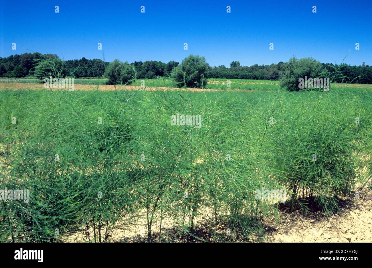 Asparagus field (Asparagus officinalis Stock Photo - Alamy