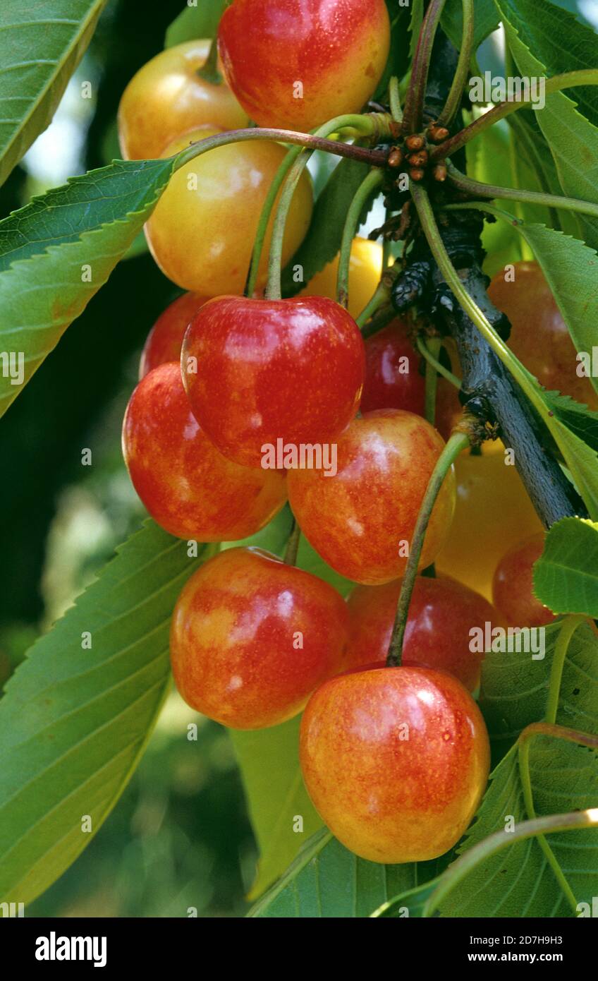 Cherry bigarreau 'Napoleon' (Prunus avium) fruits Stock Photo - Alamy