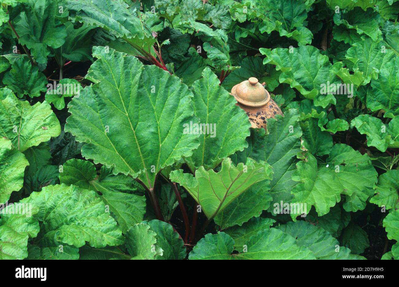 Rhubarb (Rheum rhabarbarum Stock Photo - Alamy