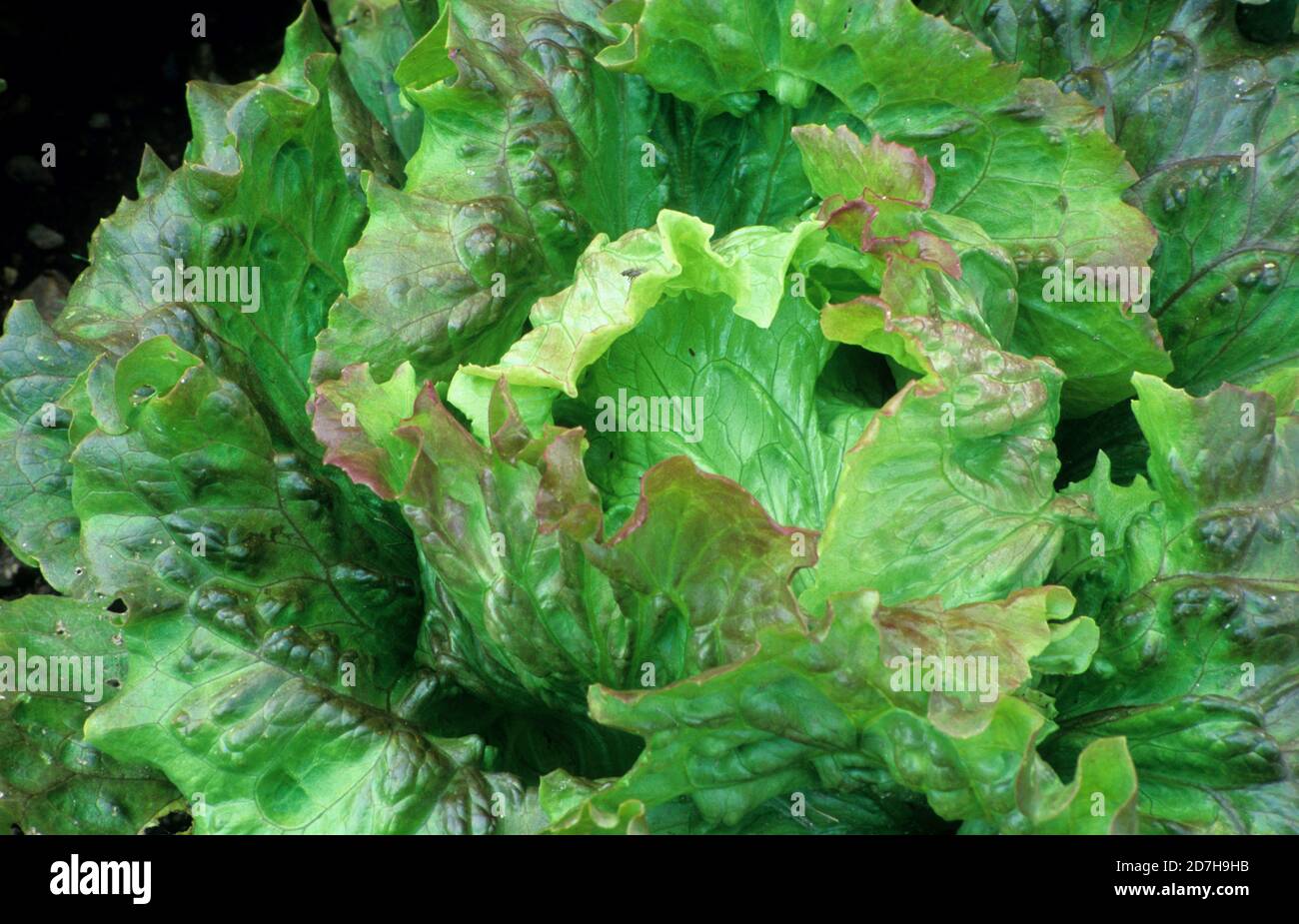 Batavia lettuce (Lactuca sativa var. Batavia), salad Stock Photo - Alamy