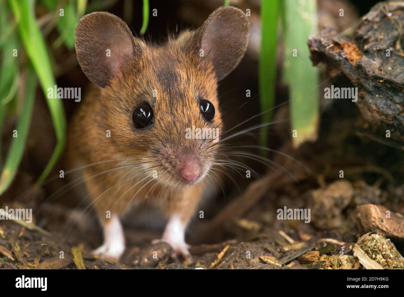 Field Mice High Resolution Stock Photography And Images Alamy Field Mice High Resolution Stock Photography And Images Alamy