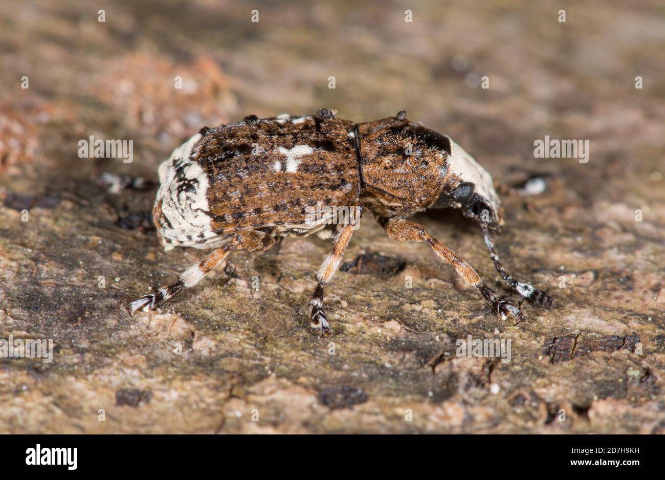 Fungus weevil (Anthribus albinus, Platystomos albinus), sits on ...