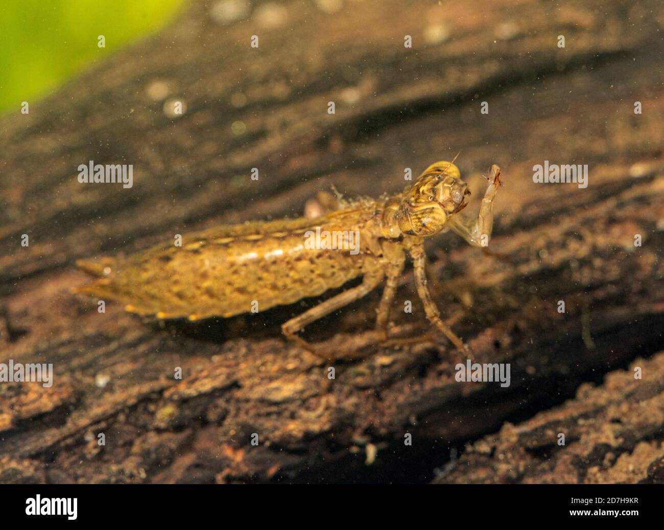 aeshna (Aeshna spec.), larva cought daphnia with its labial mask ...