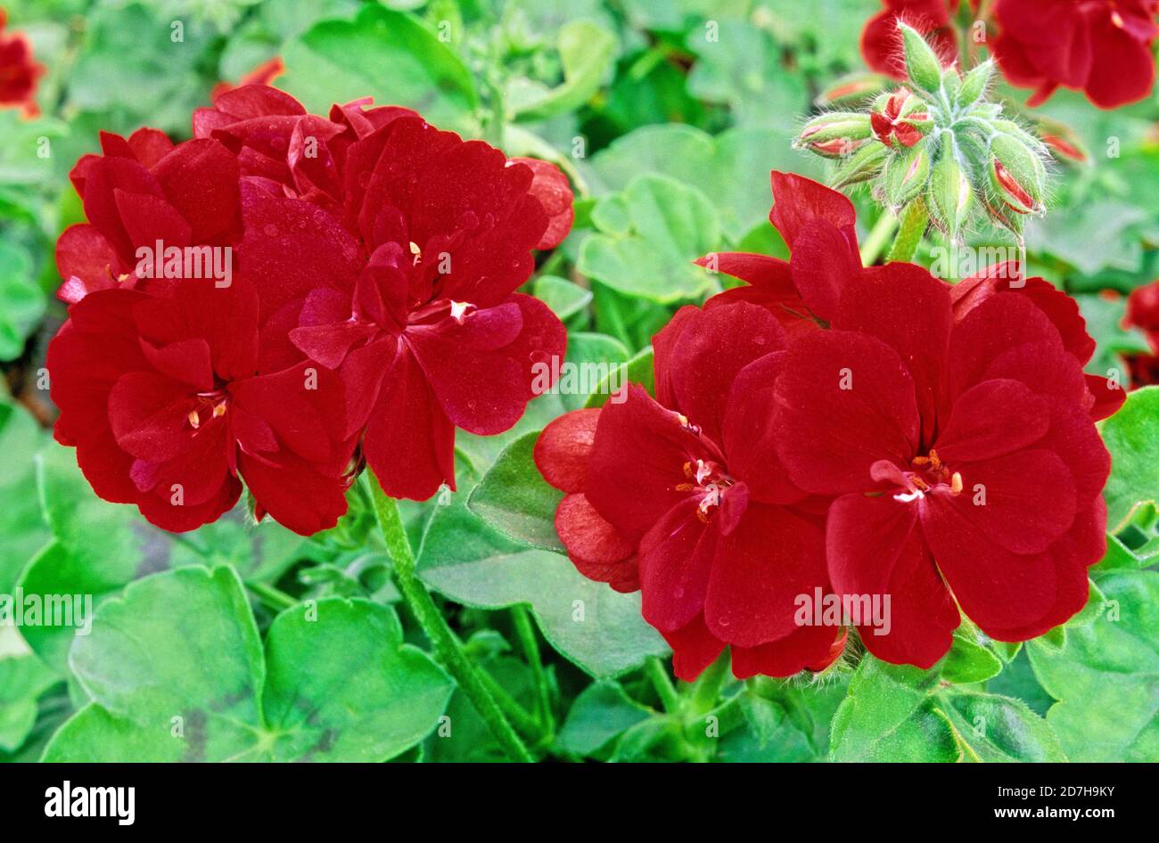Double Ivyleaf Geranium (Pelargonium peltatum) 'Philomet', flowers ...