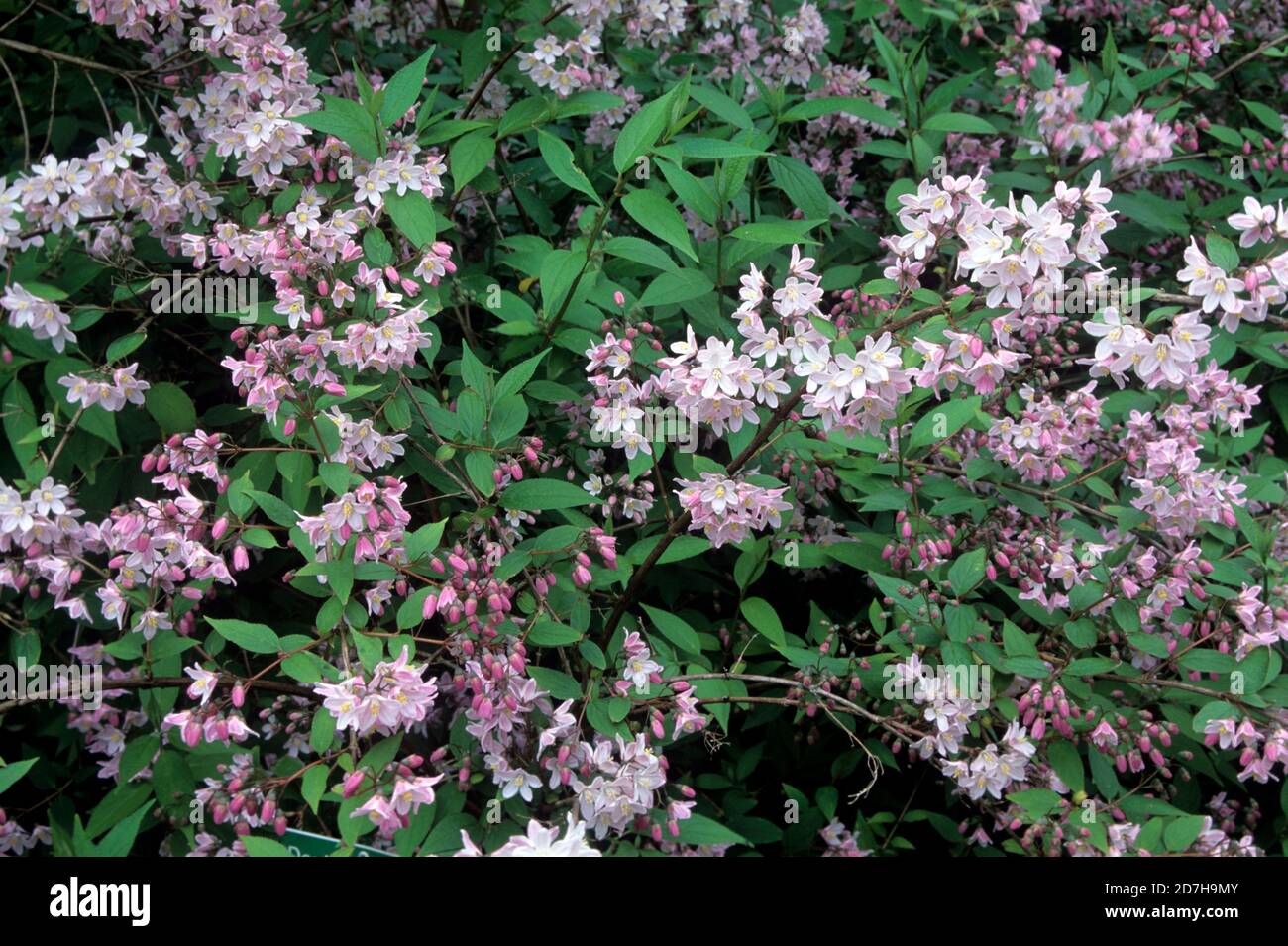 Slender deutzia (Deutzia gracilis) 'Carminea' in bloom Stock Photo - Alamy