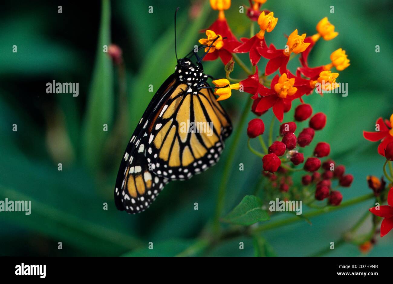 Monarch Butterfly (Danaus plexippus) on Milkweed (Asclepias sp Stock ...