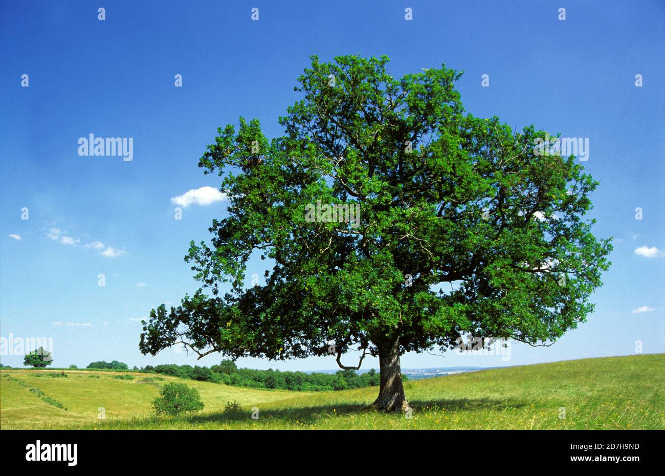 Oak (Quercus sp). Lone tree in the countryside Stock Photo - Alamy