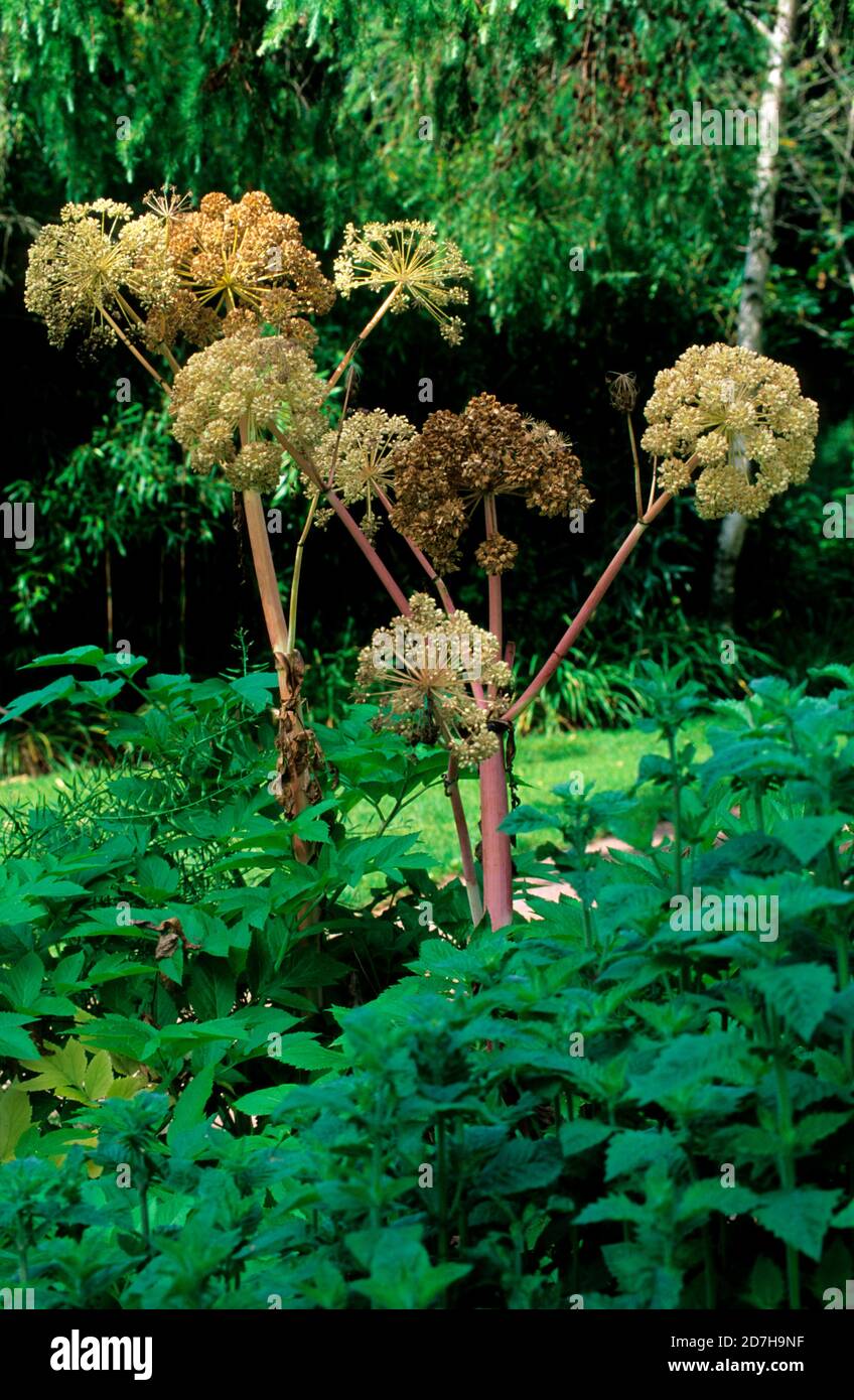Garden Angelica (Angelica archangelica) in flower Stock Photo - Alamy
