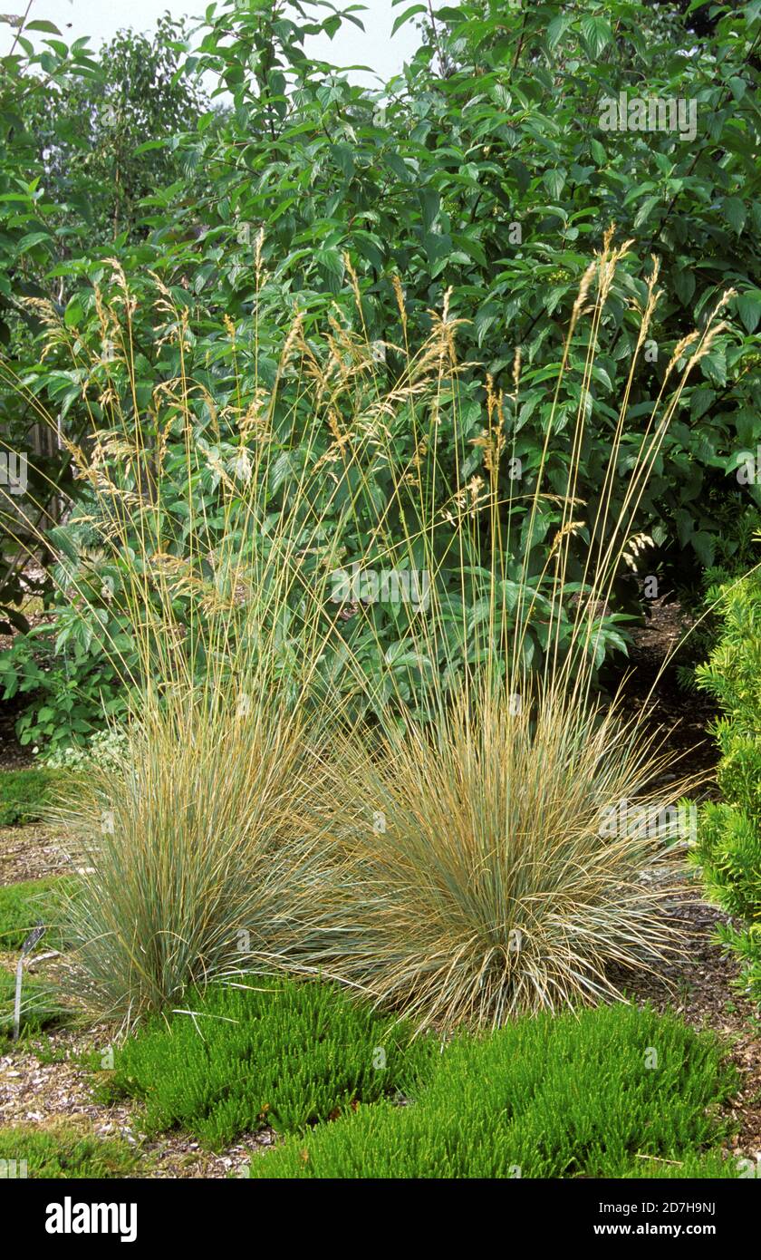 Blue Oat Grass