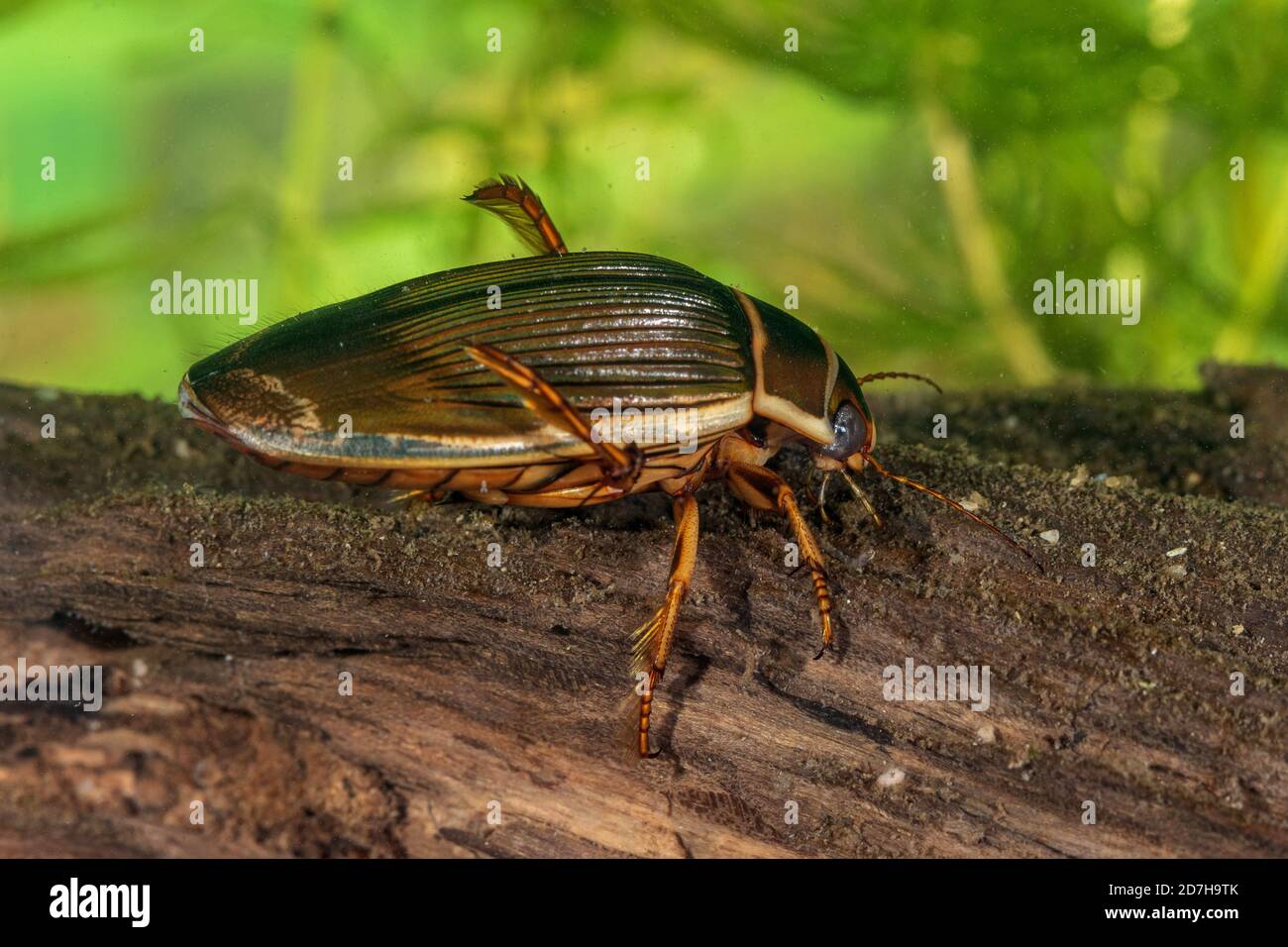 Predaceous diving beetles underwater hi-res stock photography and ...