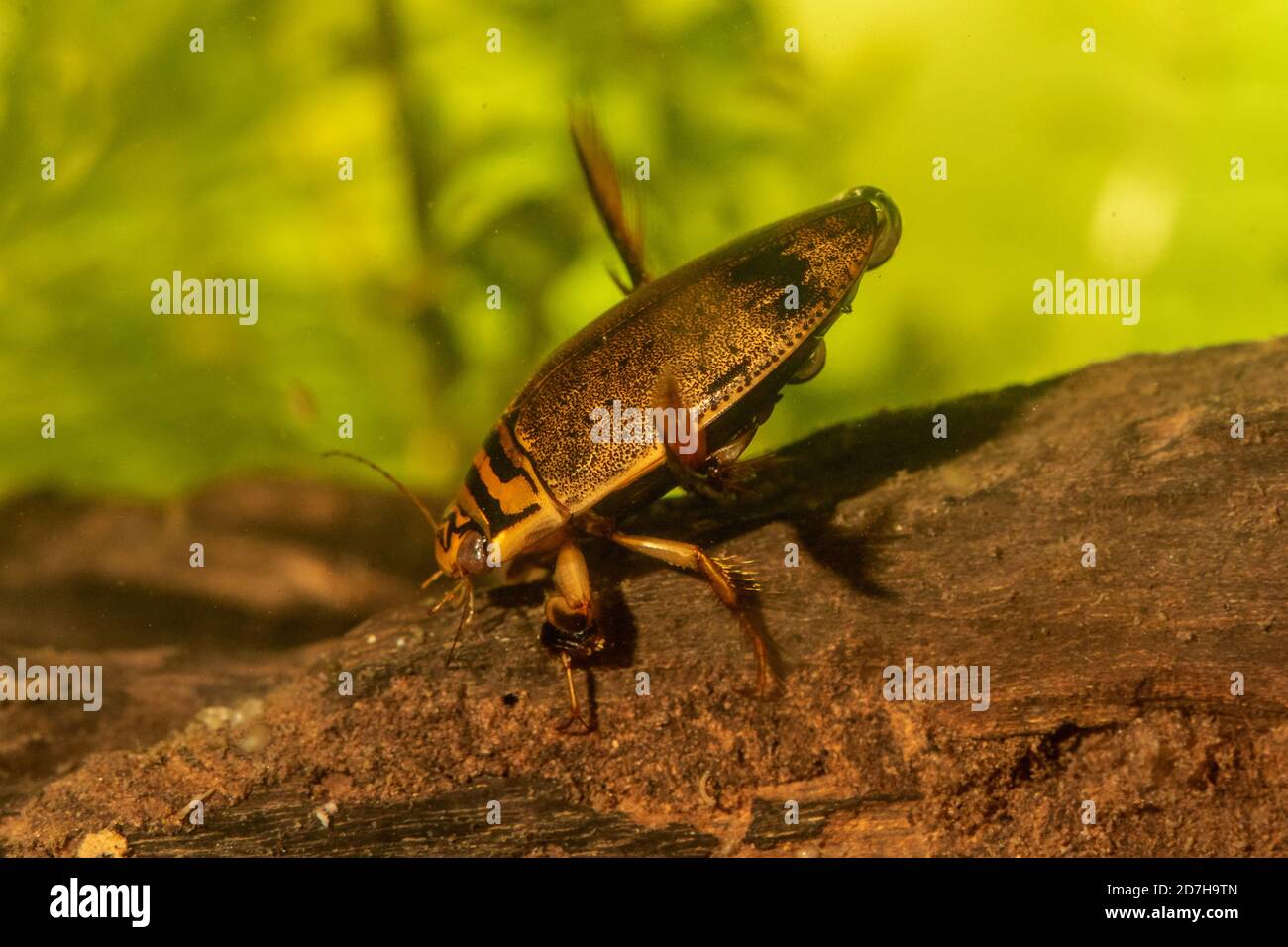 Pond beetle, Common pond beetle (Acilius sulcatus), male on deadwood ...