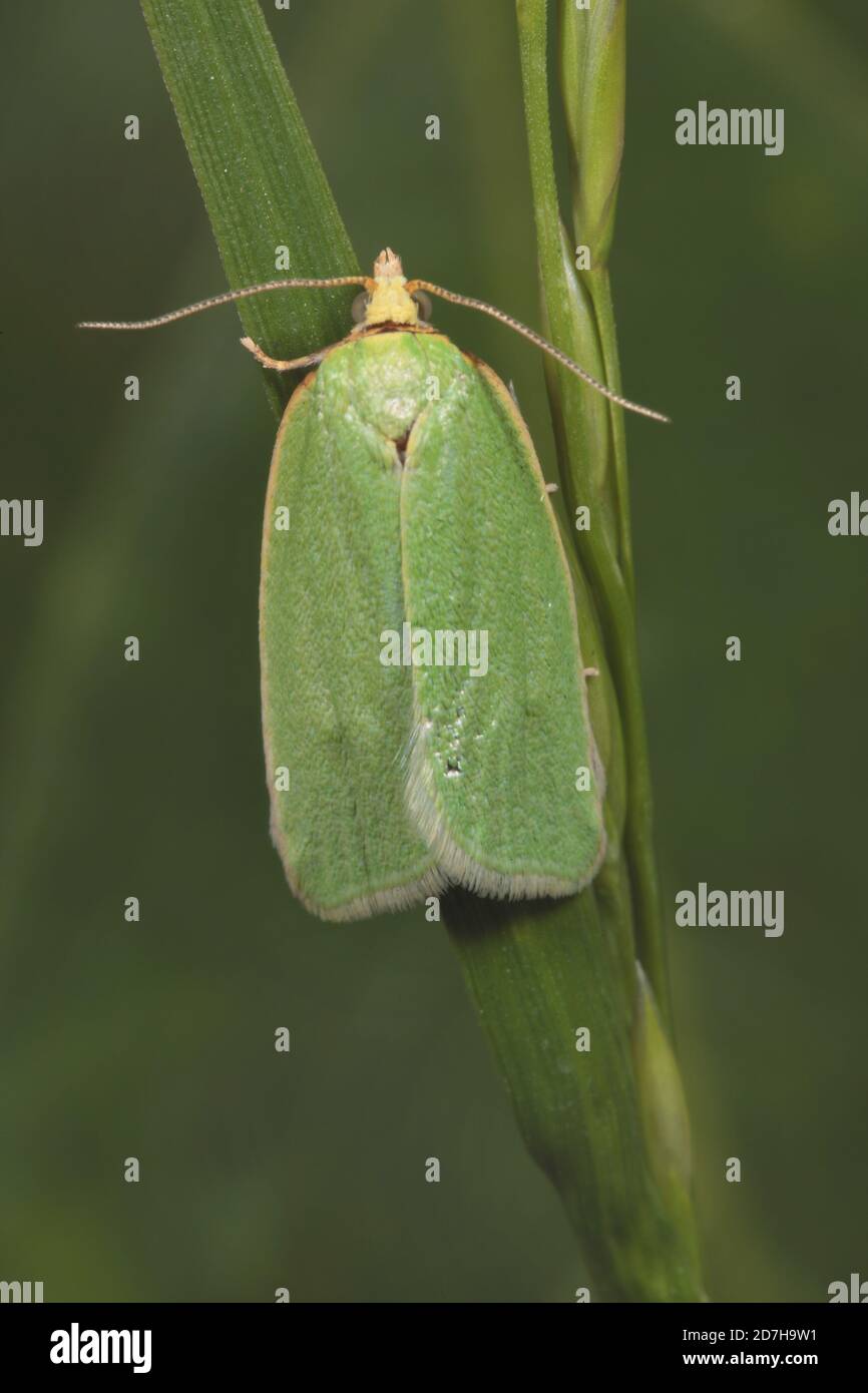 pea-green oak curl, green oak tortrix, oak leafroller, green oak roller ...