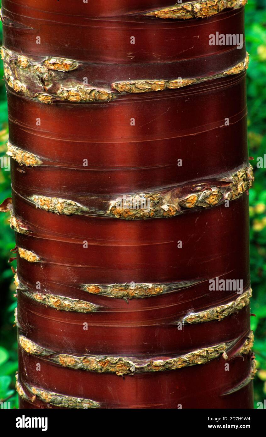Tibetan Cherry (Prunus serrula) bark Stock Photo - Alamy