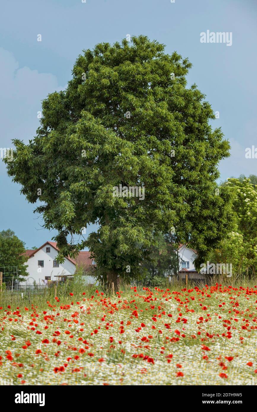 Spanish chestnut, sweet chestnut (Castanea sativa), at a red poppy ...