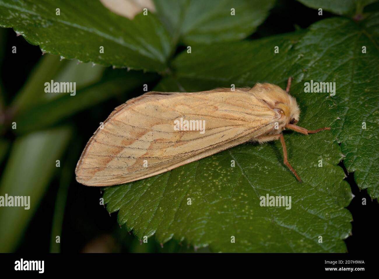 Ghost Moth, Ghost Swift (Hepialus humuli, Hepialus griseomaculata ...