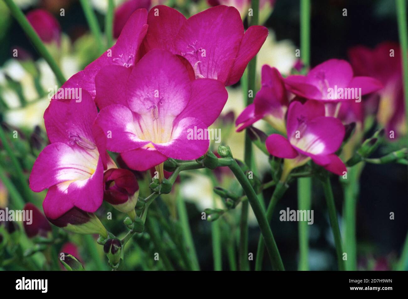 Freesia (Freesia x hybrida) 'Diva Richalu' Stock Photo - Alamy
